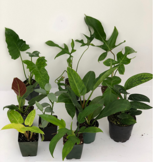 Philodendron linnaei 8" | Cultivate Urban Rainforest & Gallery