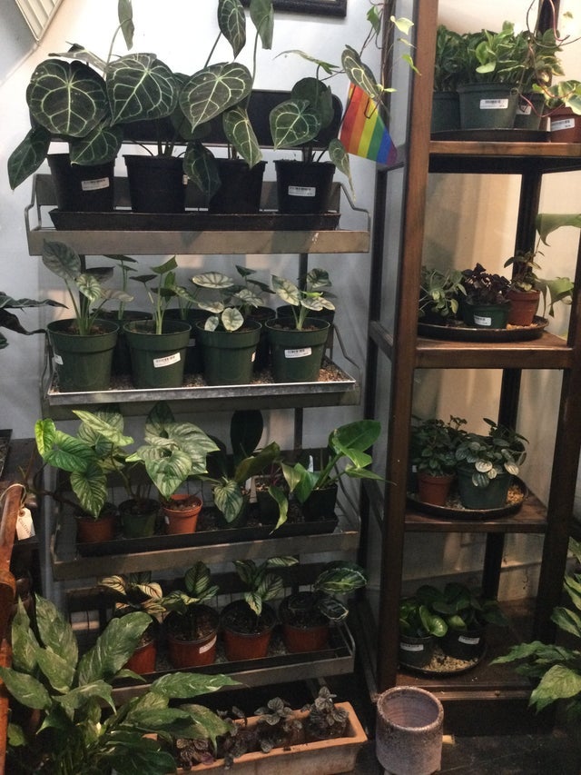 Cultivate Urban Rainforest & Gallery