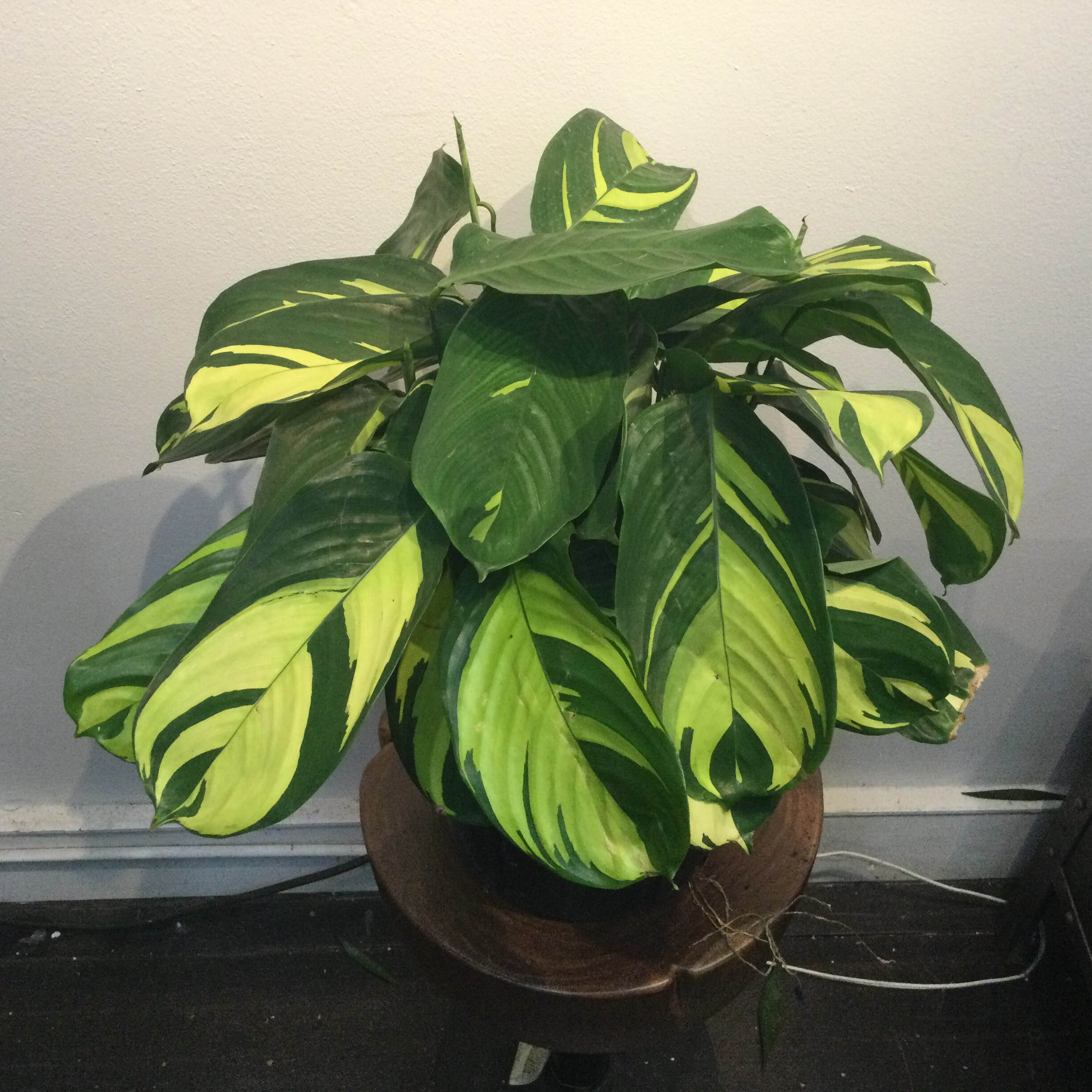 Ctenanthe lubbersiana 'Golden Mosaic plant' 10" | Cultivate Urban ...