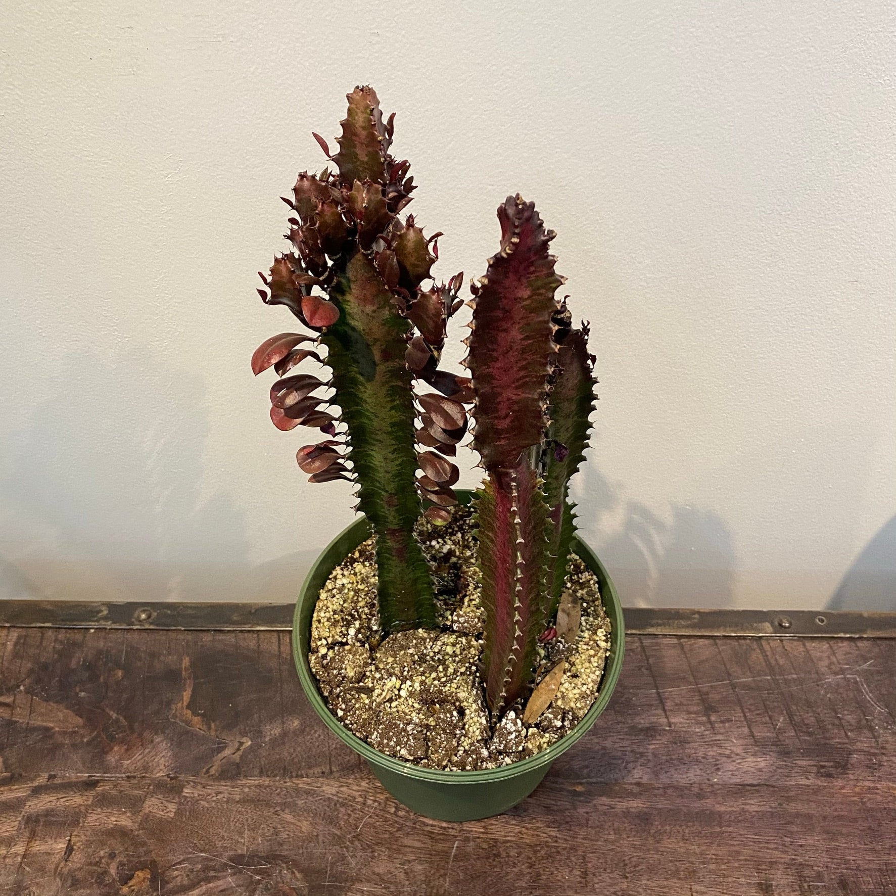 Euphorbia Trigona 8" | Cultivate Urban Rainforest & Gallery