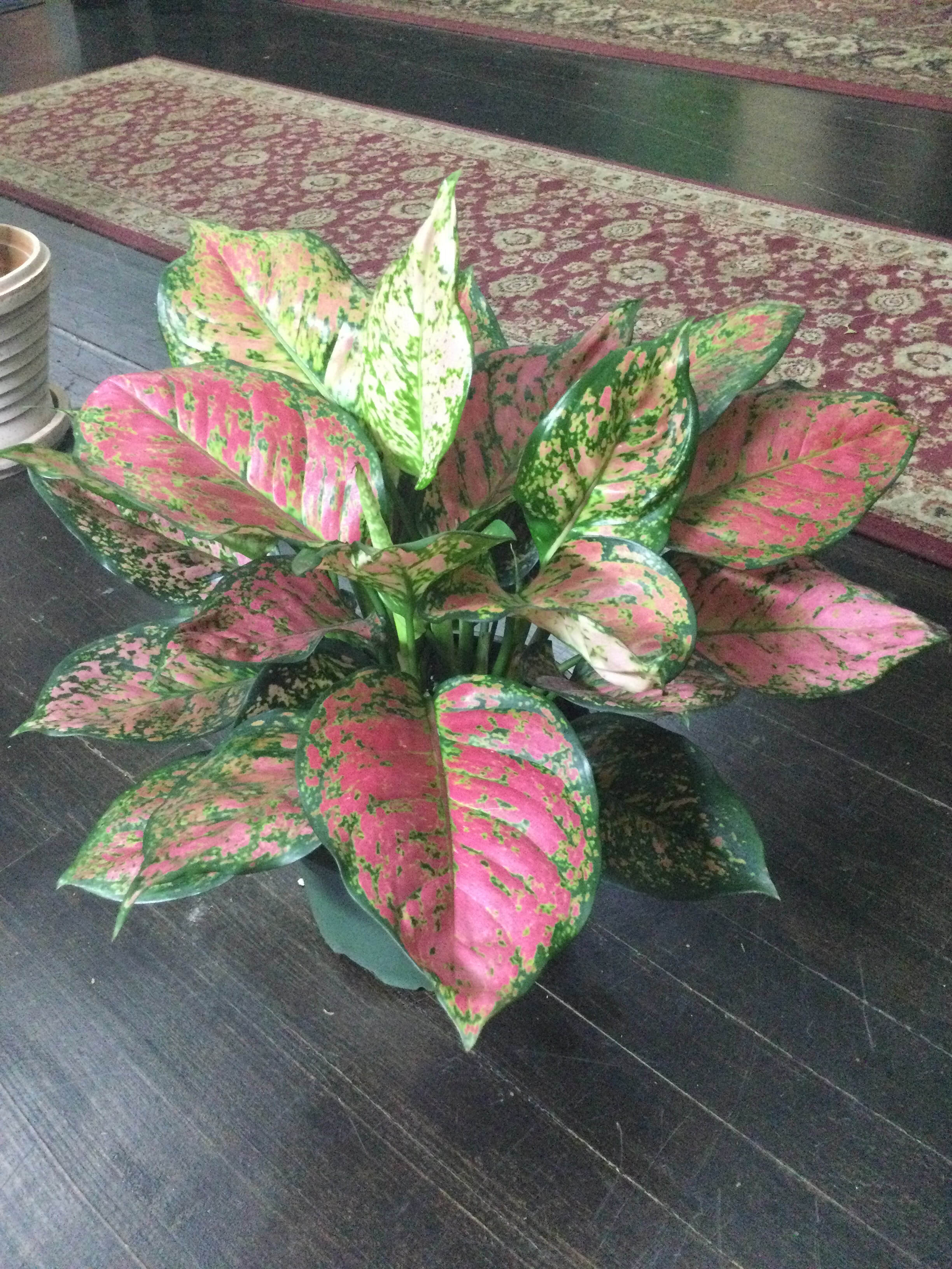 Aglaonema 'Red Valentine' 8" | Cultivate Urban Rainforest & Gallery