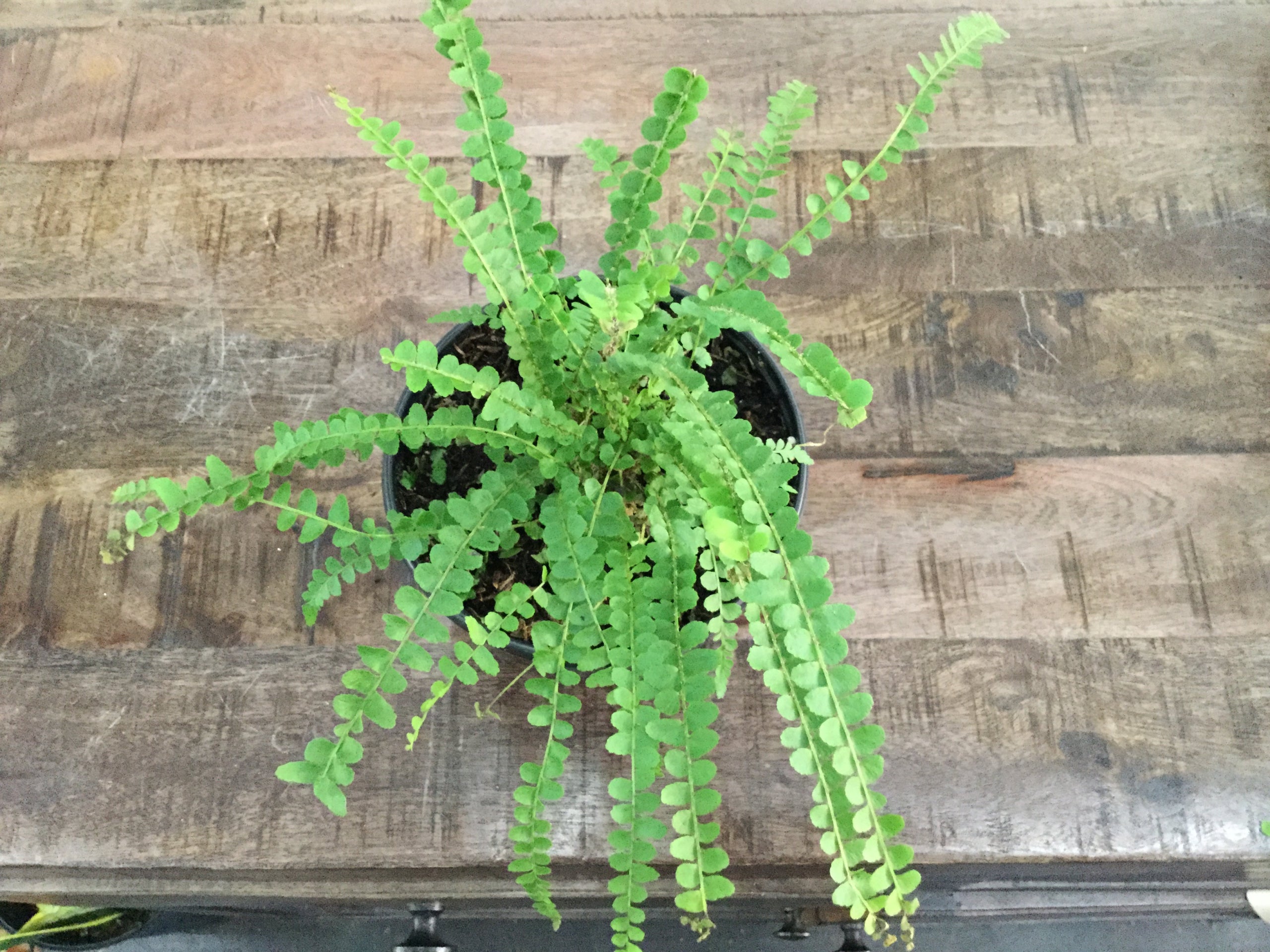 Fern Lemon Button 6" | Cultivate Urban Rainforest & Gallery