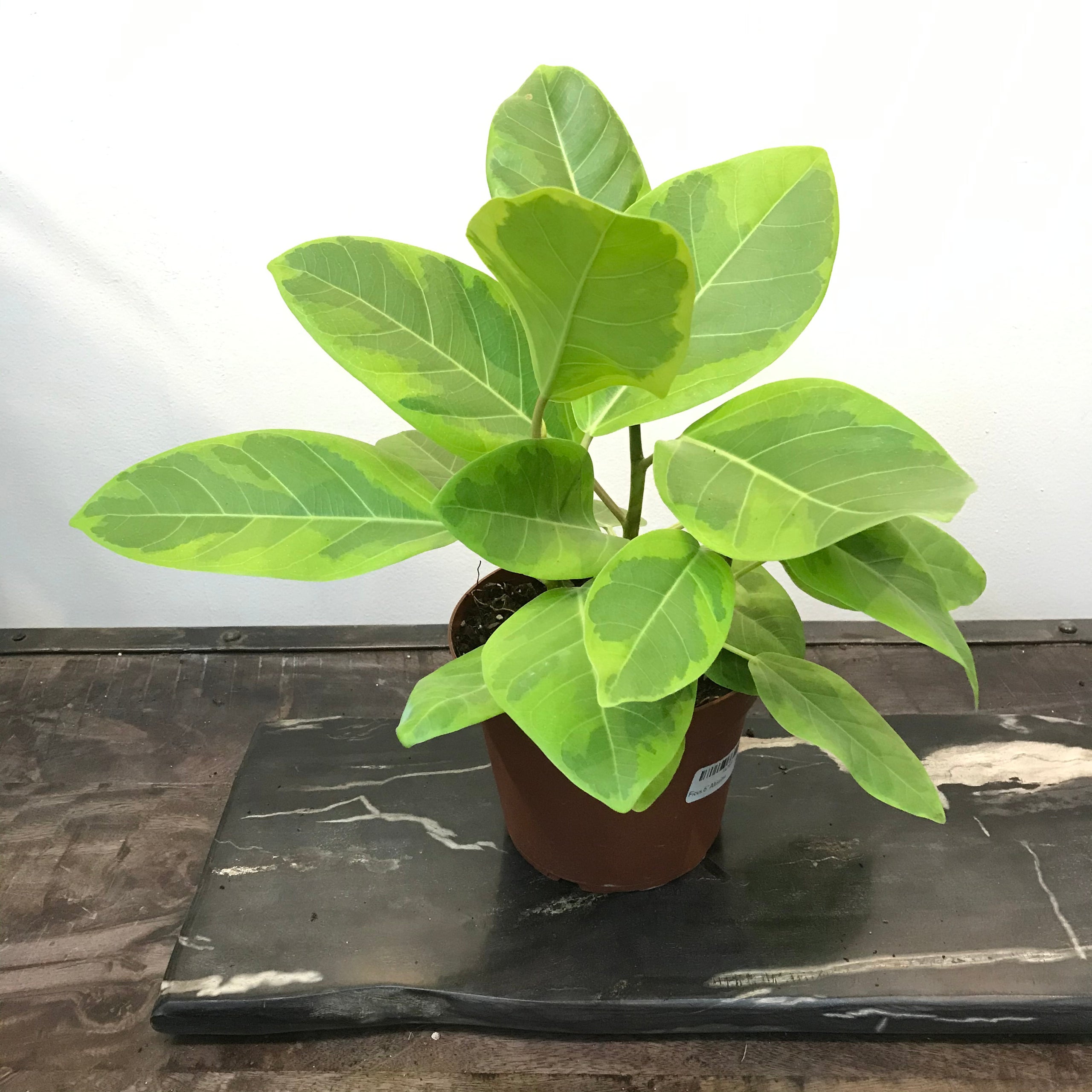 Ficus Altissima 6" | Cultivate Urban Rainforest & Gallery