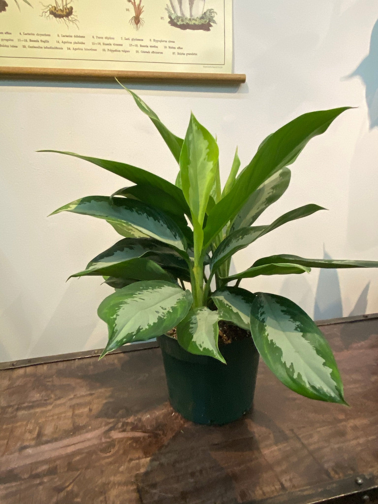 Aglaonema Diamond Bay